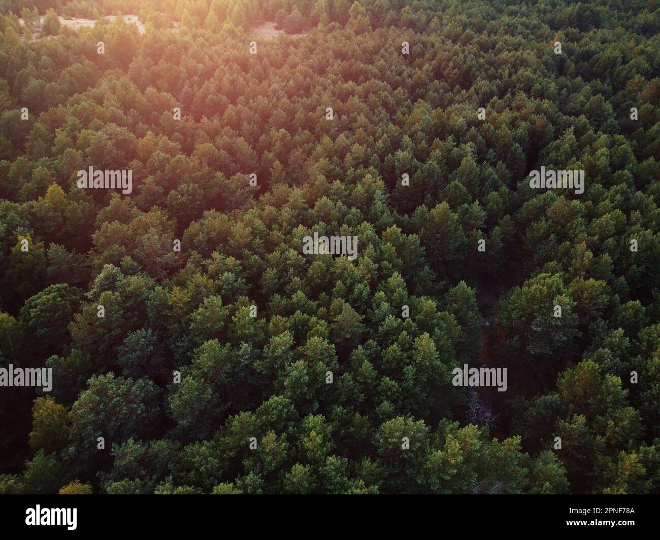 Aerial top view of mixed forest trees, ecosystem and healthy ...