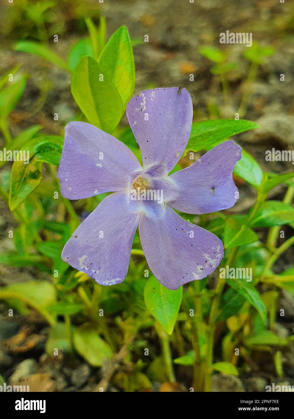 Closeup shot myrtle flower hi-res stock photography and images - Alamy