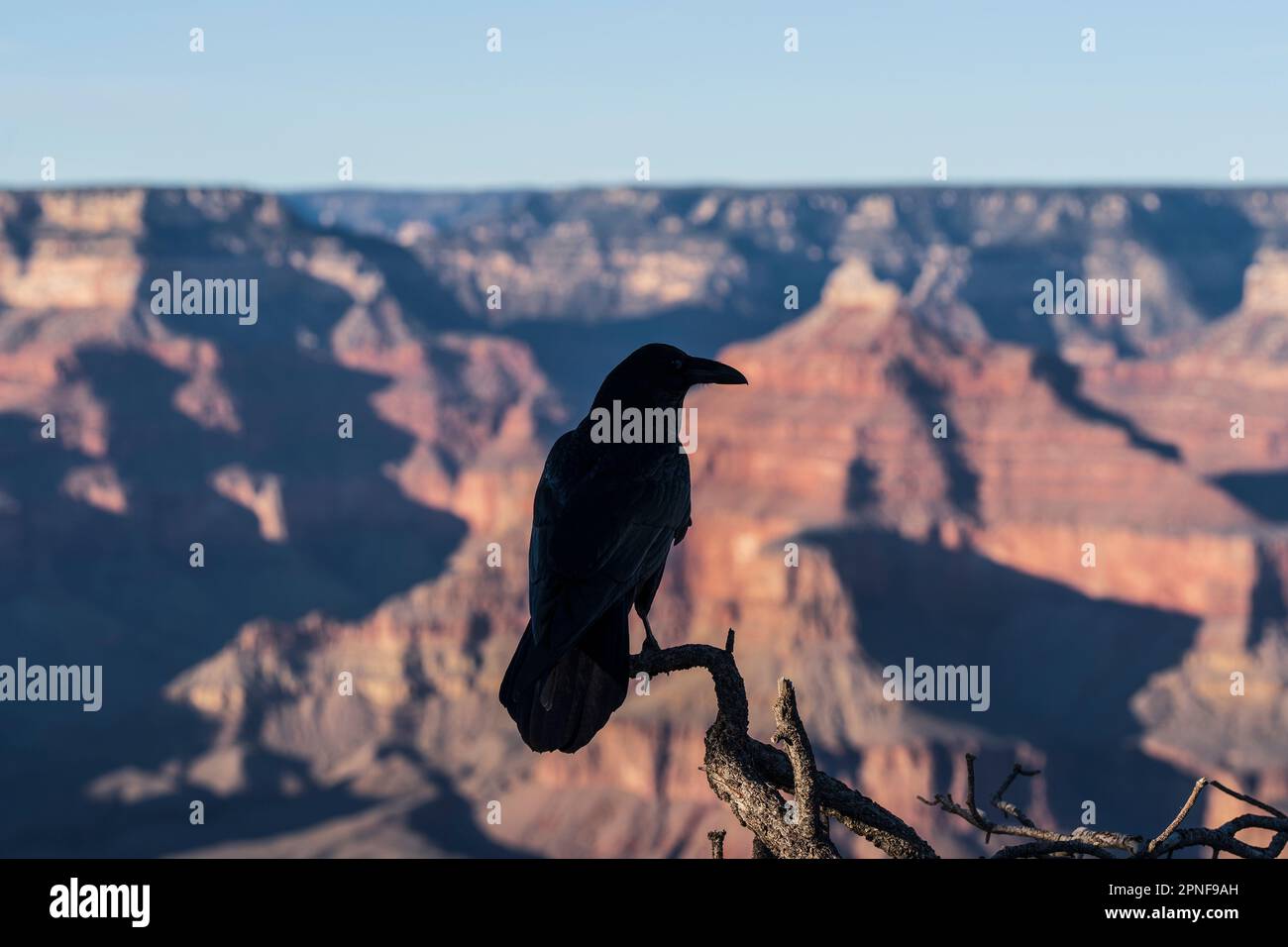 United States, Arizona, Grand Canyon National Park, South Rim ...