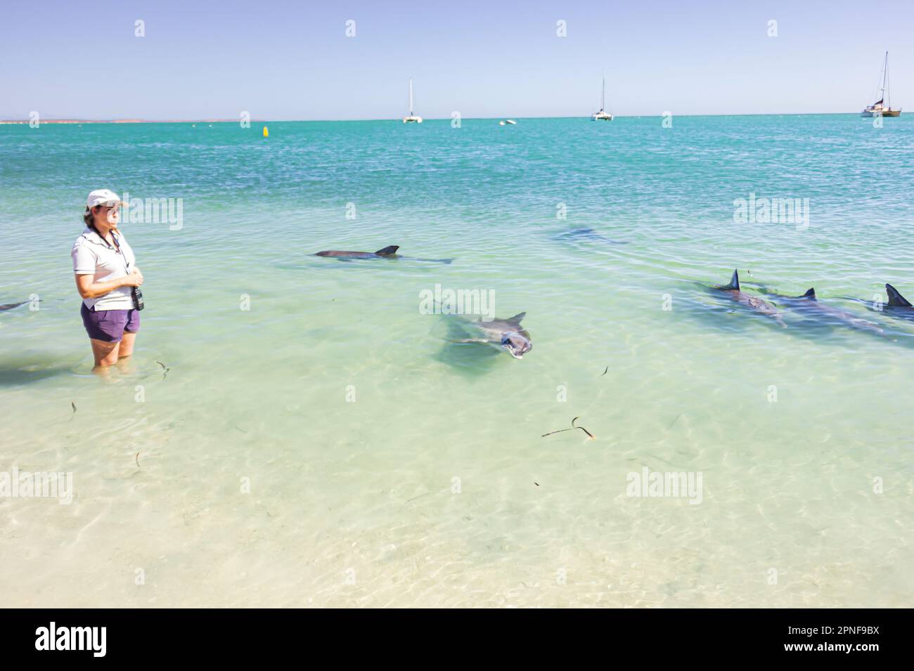 Marine biologist interacts with the wild dolphins that coming near the ...