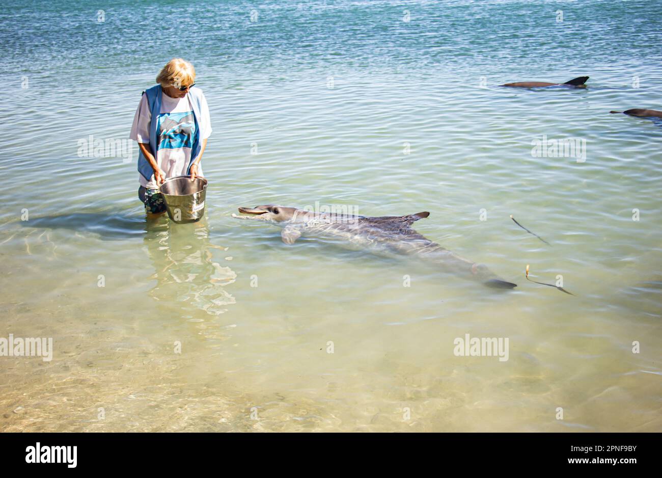 Monkey mia biology hi-res stock photography and images - Alamy