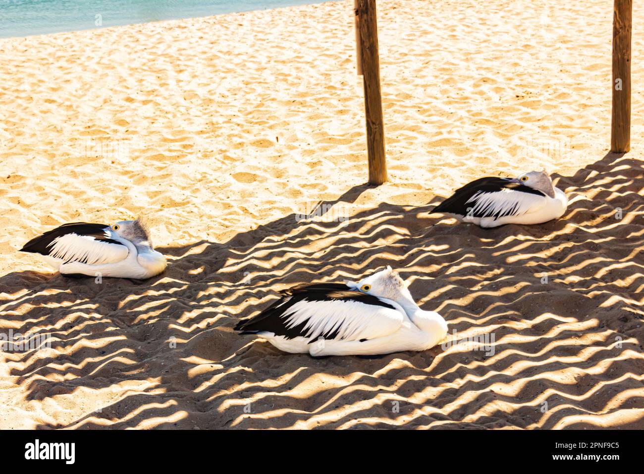 Australian pelicans (Pelecanus conspicillatus) resting under the shade ...