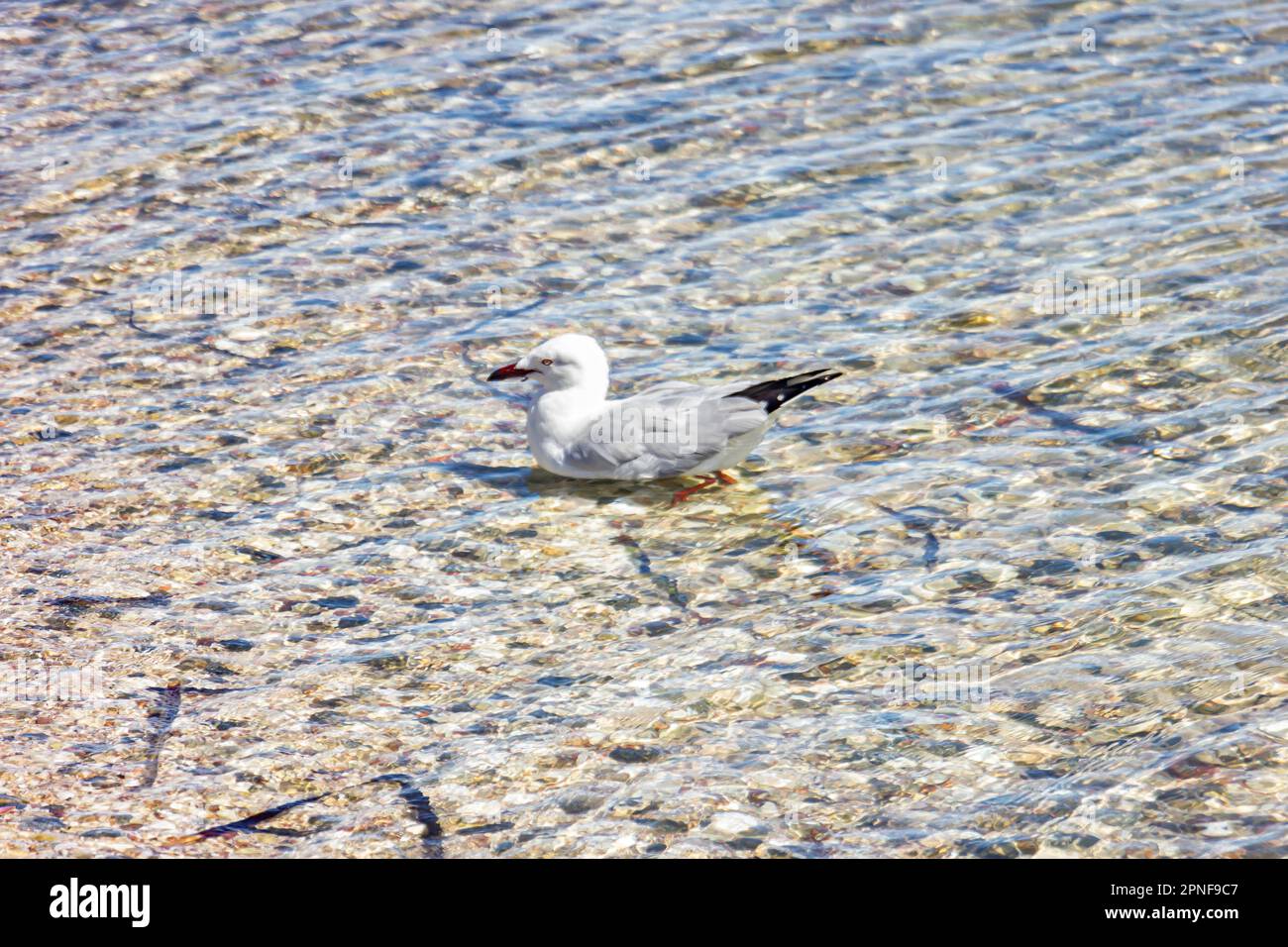 The silver gull (Chroicocephalus novaehollandiae) in clear, shallow ...