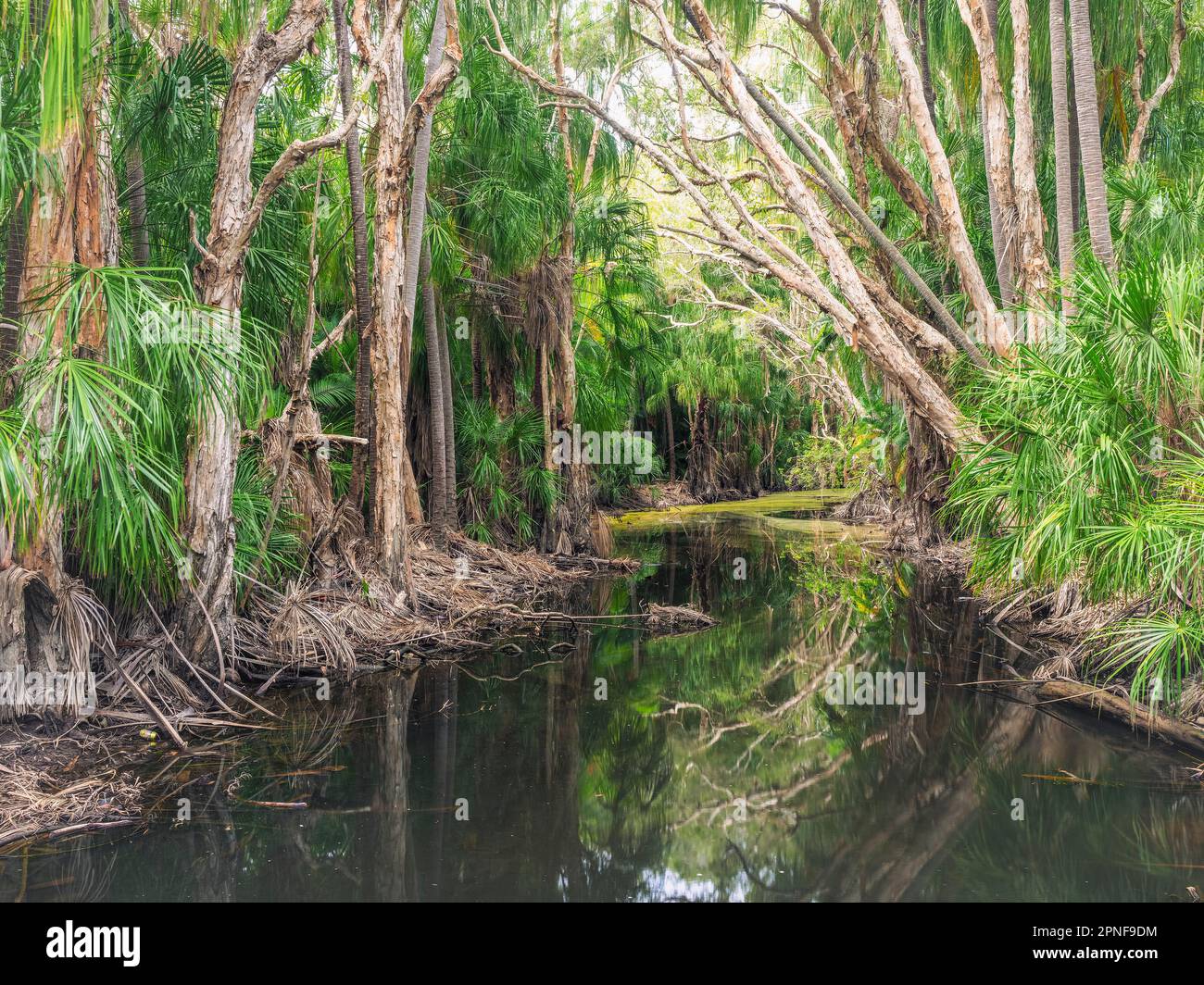 Forest paperbark trees in hi-res stock photography and images - Alamy