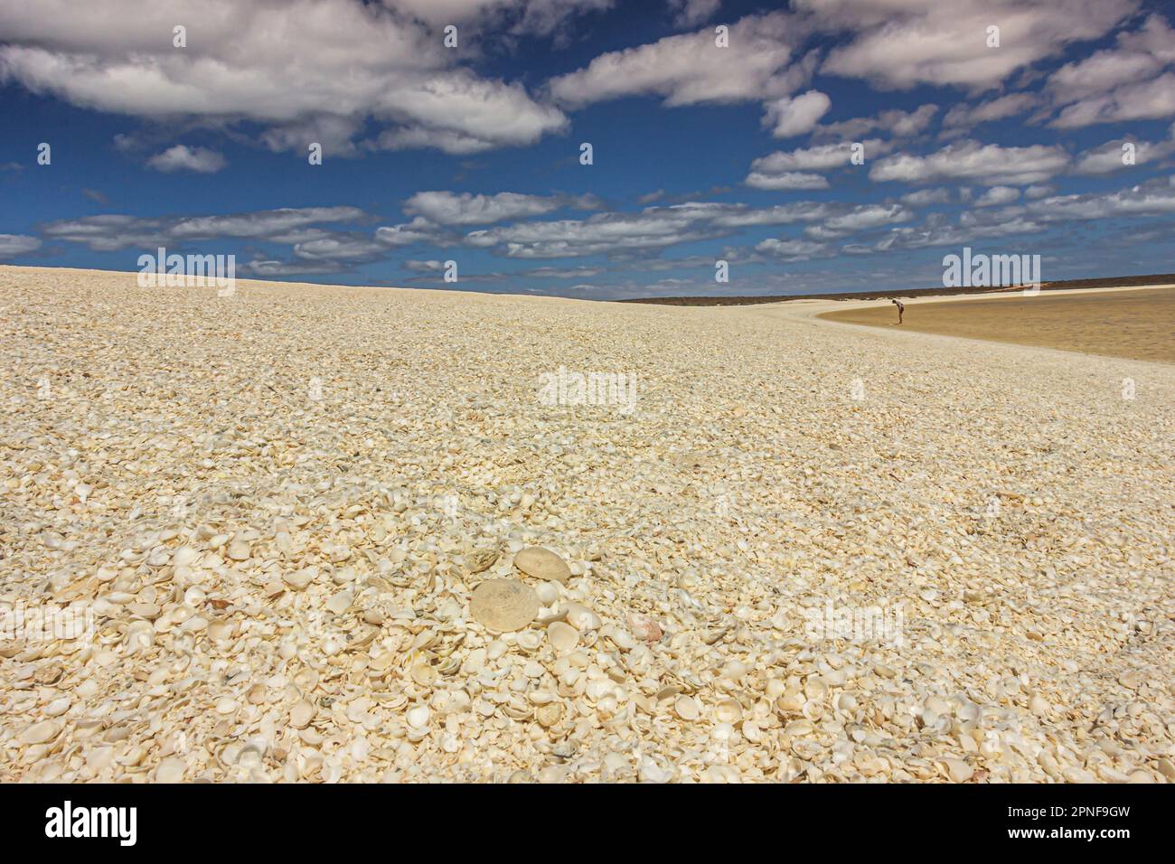 Pile of seashells mainly from cockle made out the beach aptly named ...