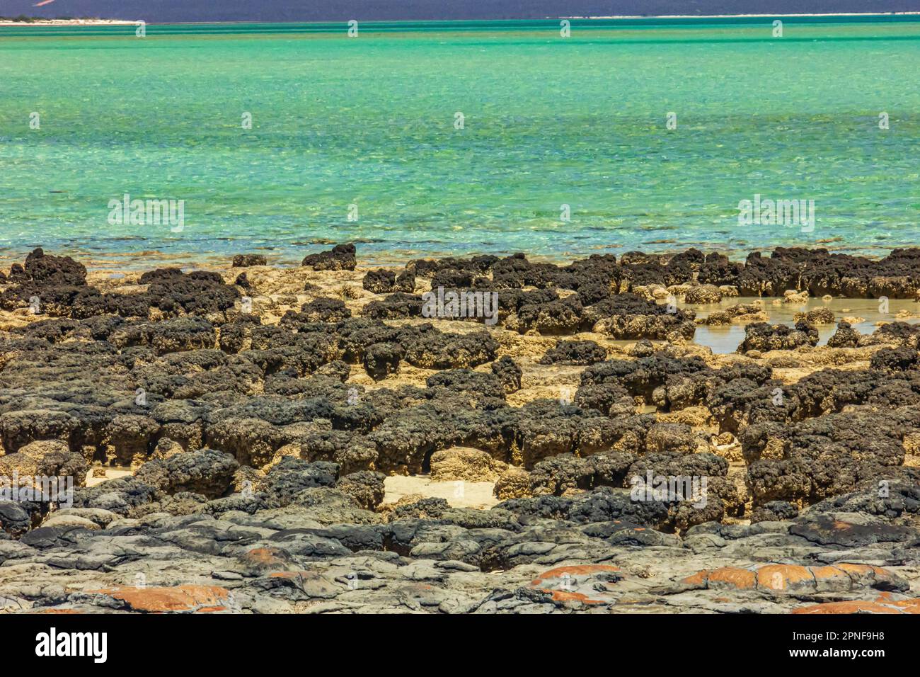 View of stromatolites formations, the oldest life form which at glimpse ...