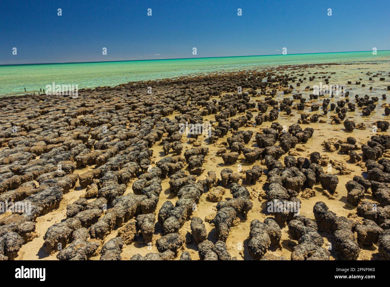 View of stromatolites formations, the oldest life form which at glimpse ...