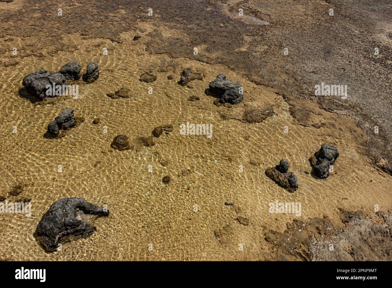 Stromatolites, the earth's oldest life form in the shallow water of ...