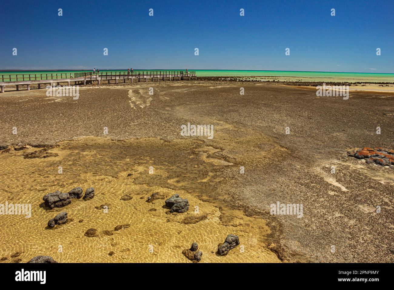 The view of Hamelin Pool during low tide with stromatolites at Shark ...