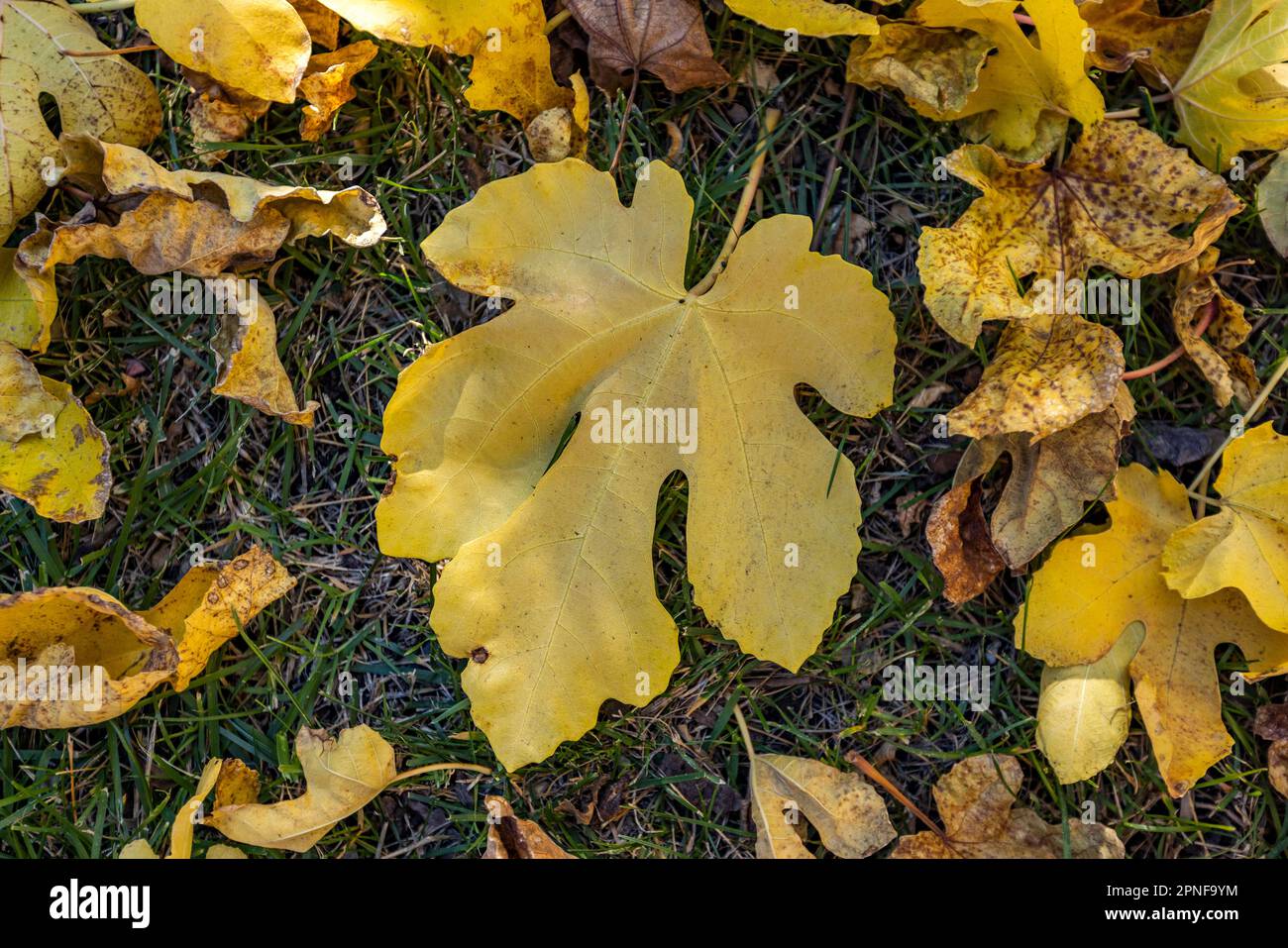 Autumn fig leaves lying on ground Stock Photo - Alamy
