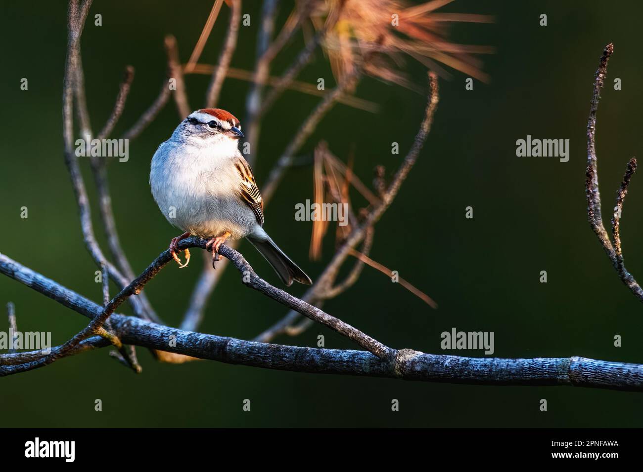 Songbirds in spring hi-res stock photography and images - Alamy
