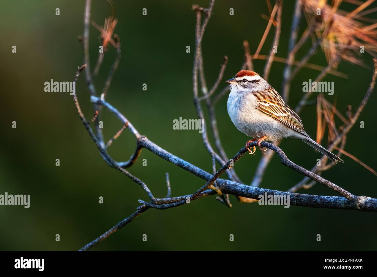 Chipping sparrow in spring Stock Photo - Alamy