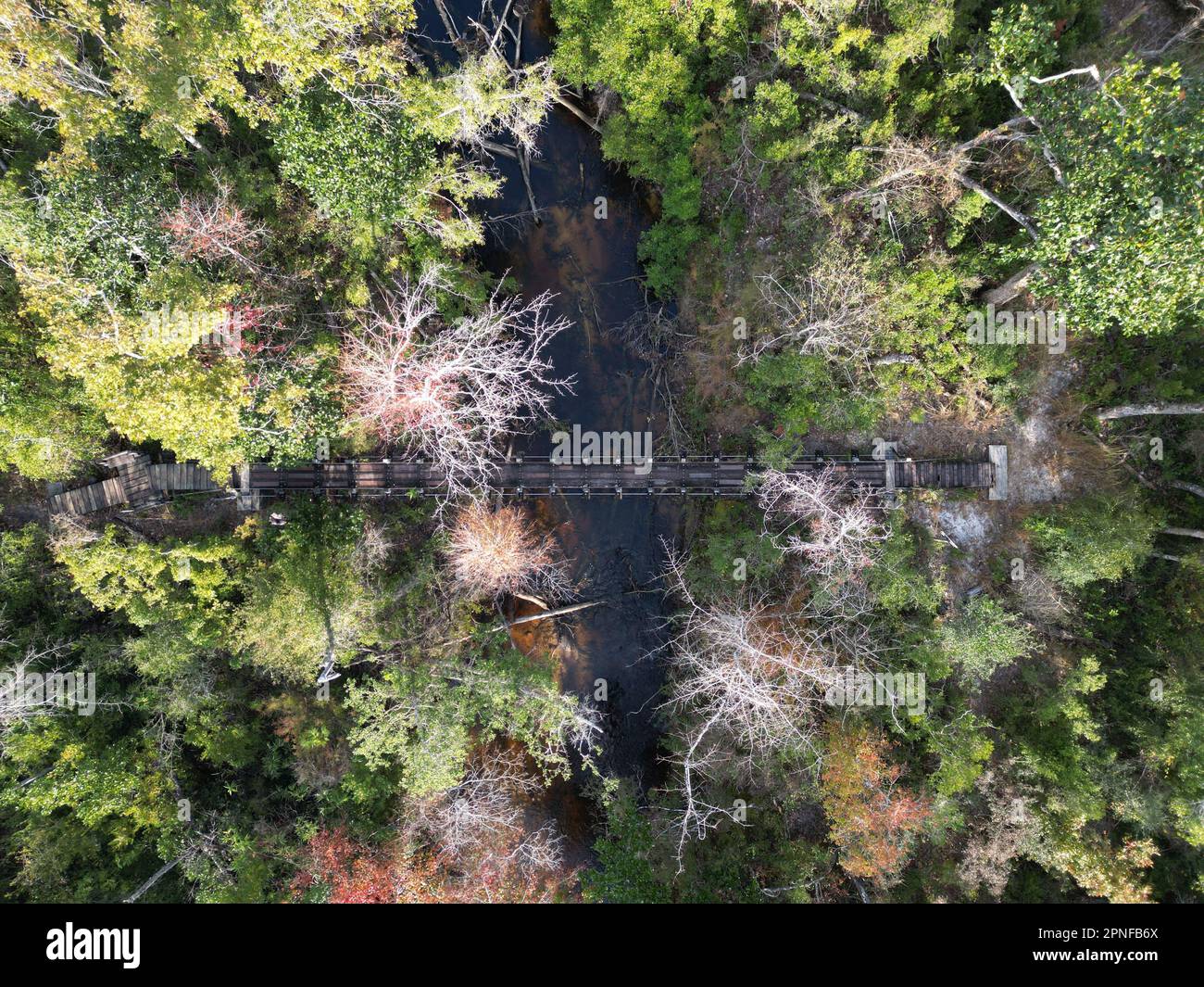 Aerial view of a bridge crossing a lush green swamp surrounded by tall ...