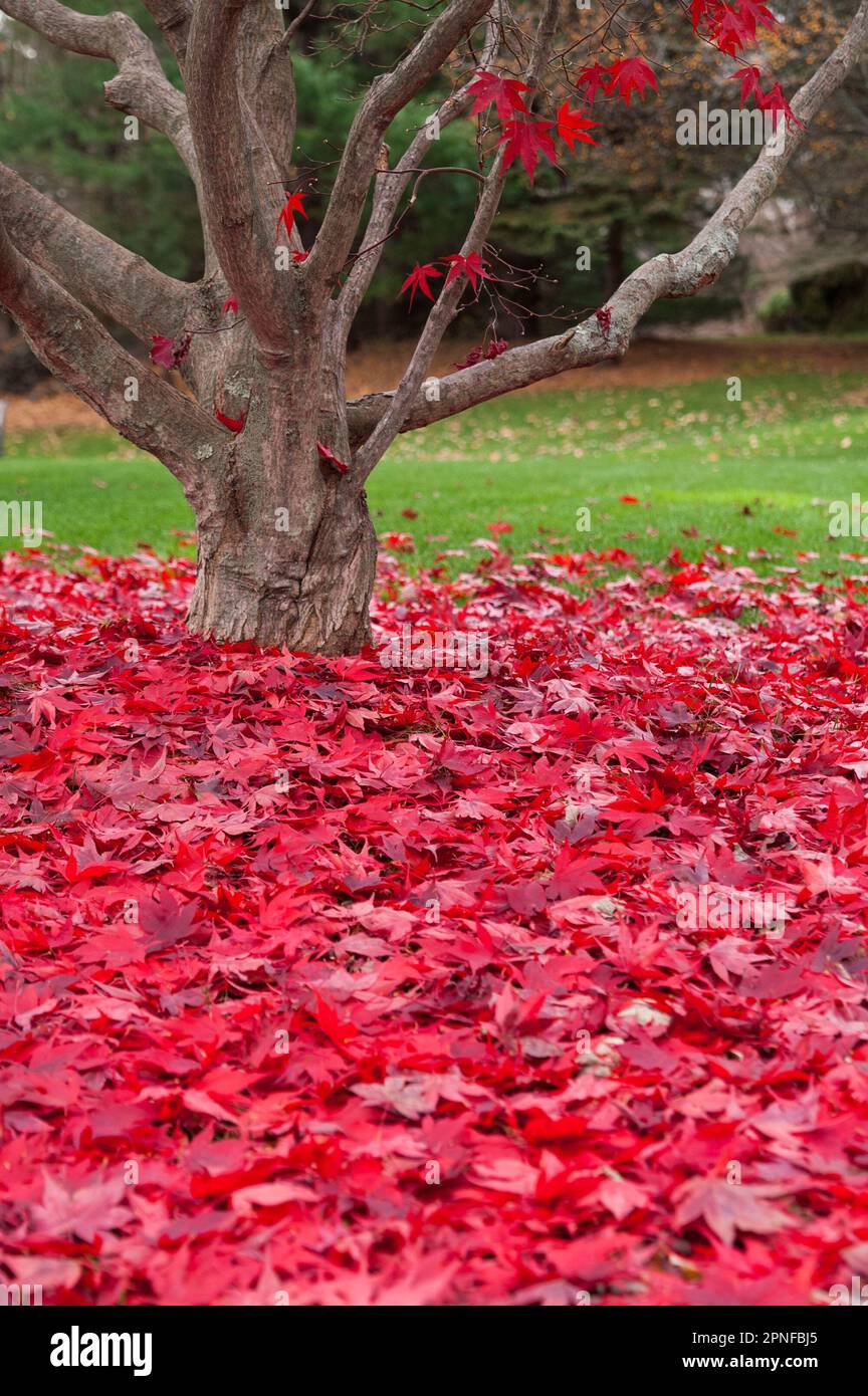 Beautiful maple leaves falling japanese hi-res stock photography and ...