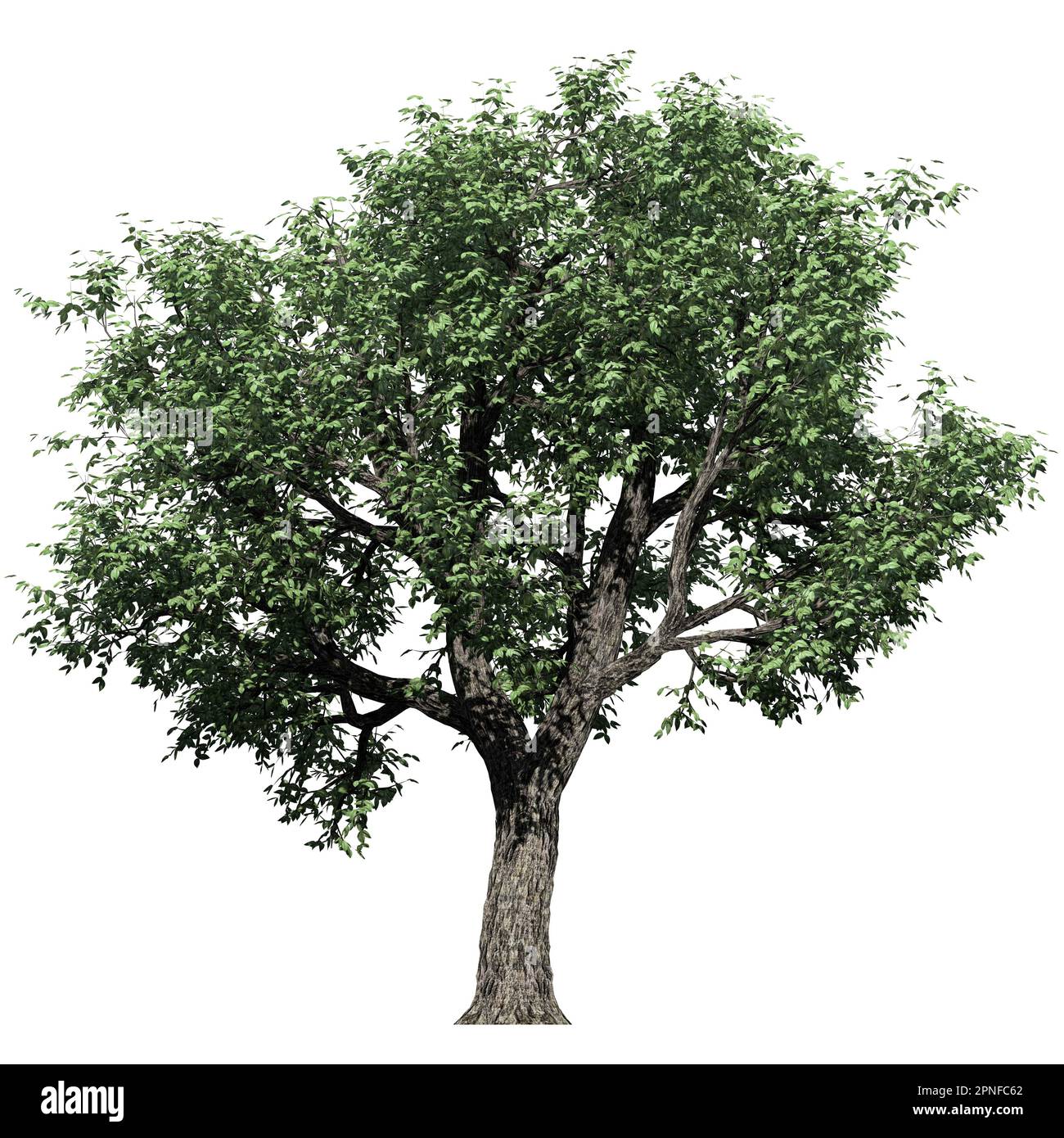 Amur Cork Tree isolated on white background front view Stock Photo - Alamy