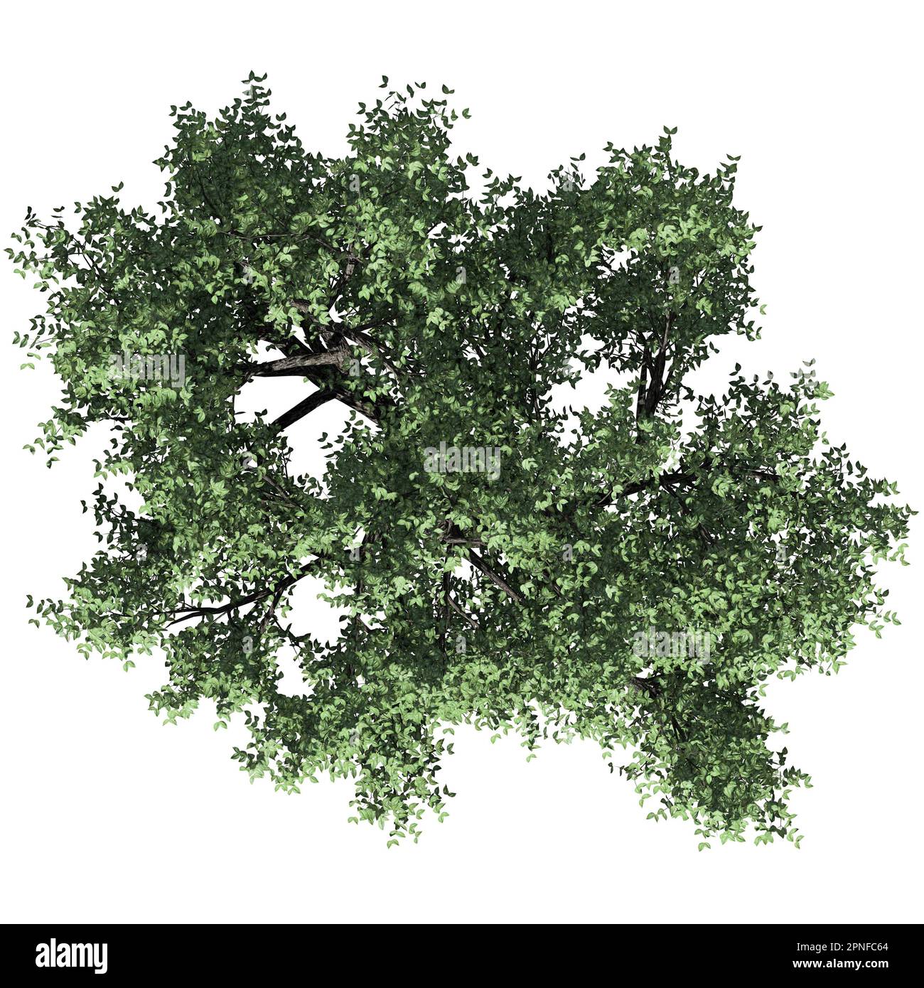 Cork tree Cut Out Stock Images & Pictures - Alamy