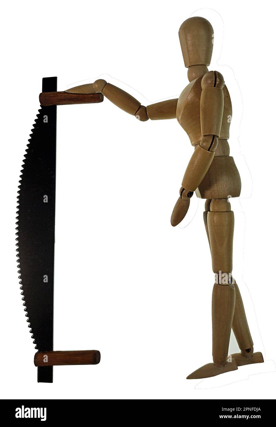 Holding two man cross cut saw with sharp teeth for cutting through ...