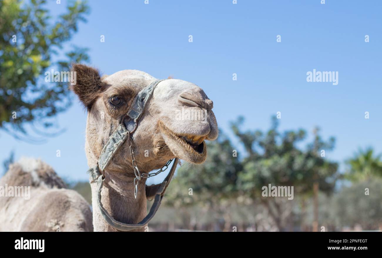 A camel in a pen in clear weather. zoo with wild animals. the face of a ...