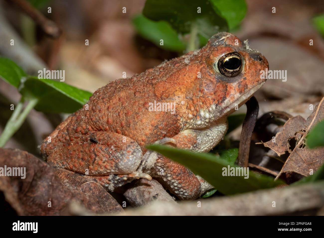 Fowler's toad garden hi-res stock photography and images - Alamy