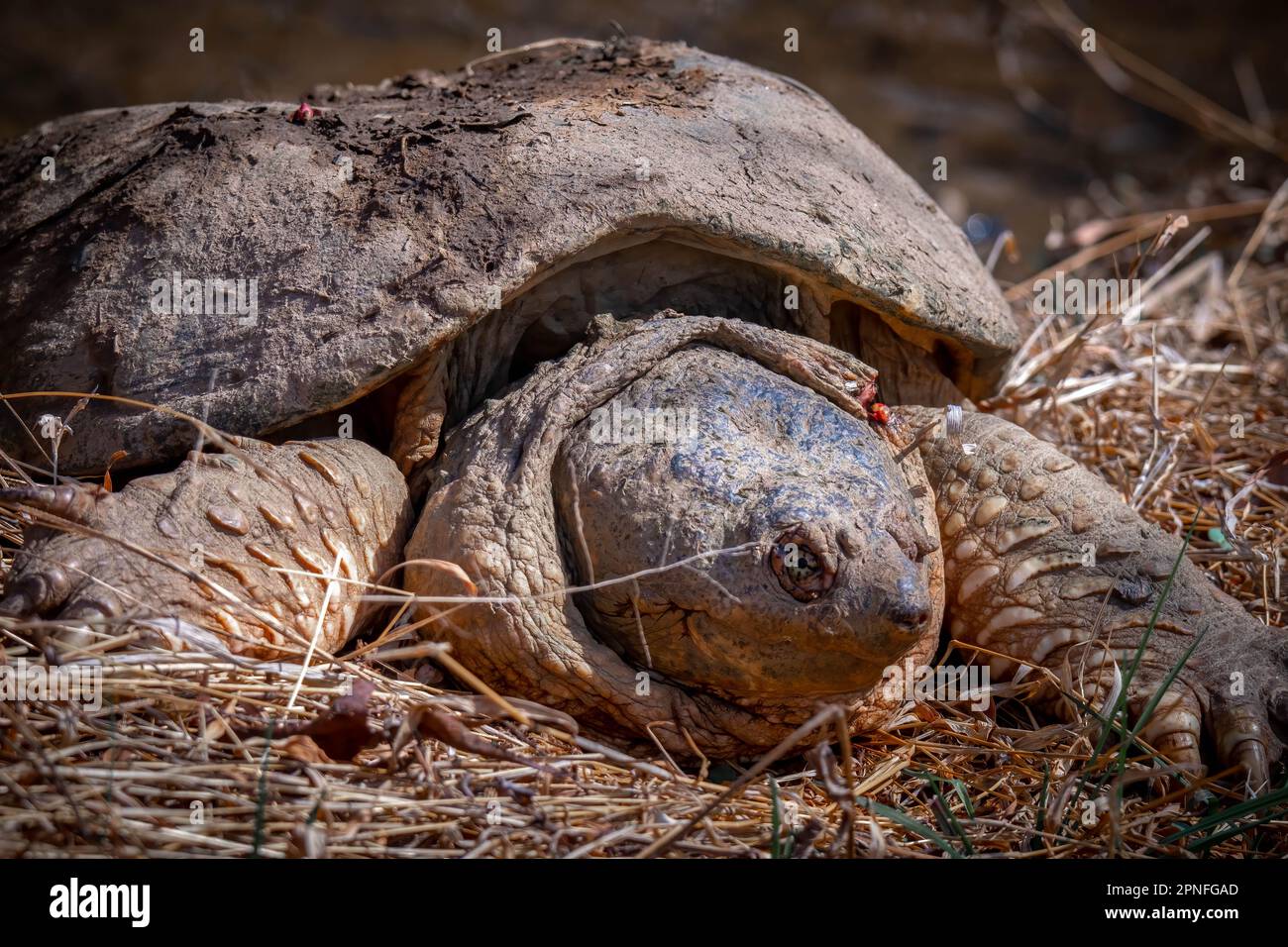 An aged Common Snapping Turtle suns on the creek bank. Raleigh, North ...