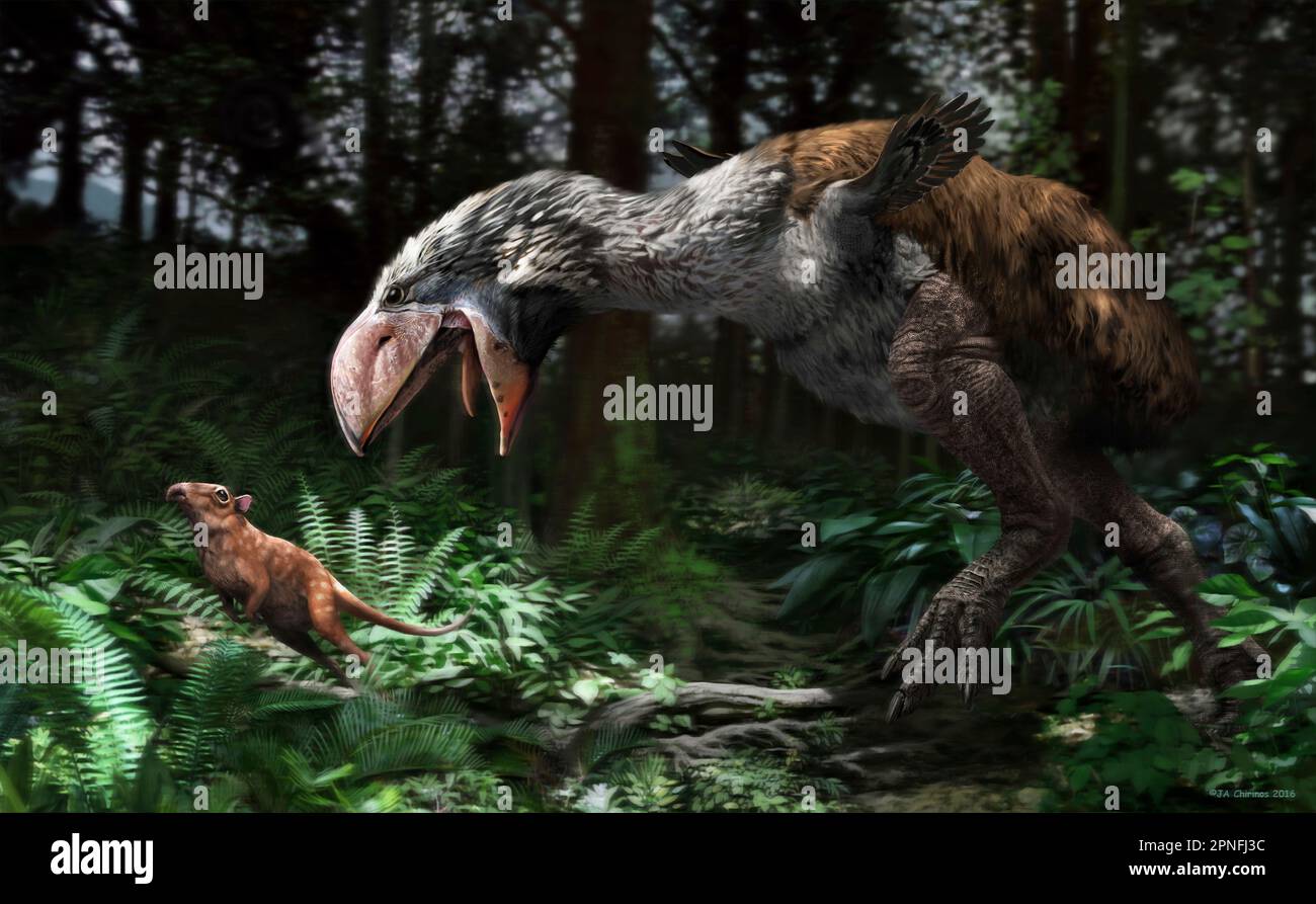 Gastornis gigantea and its prey, illustration Stock Photo - Alamy