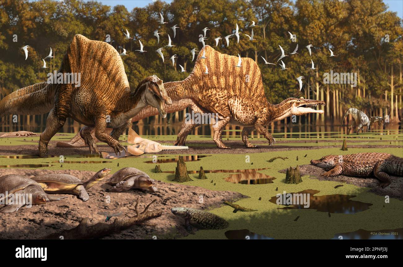 Spinosaurus dinosaurs, illustration Stock Photo - Alamy