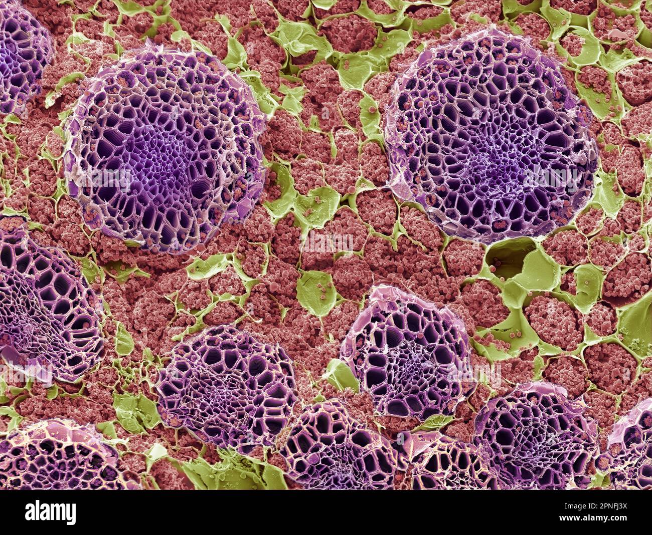Dicot storage root, SEM Stock Photo - Alamy