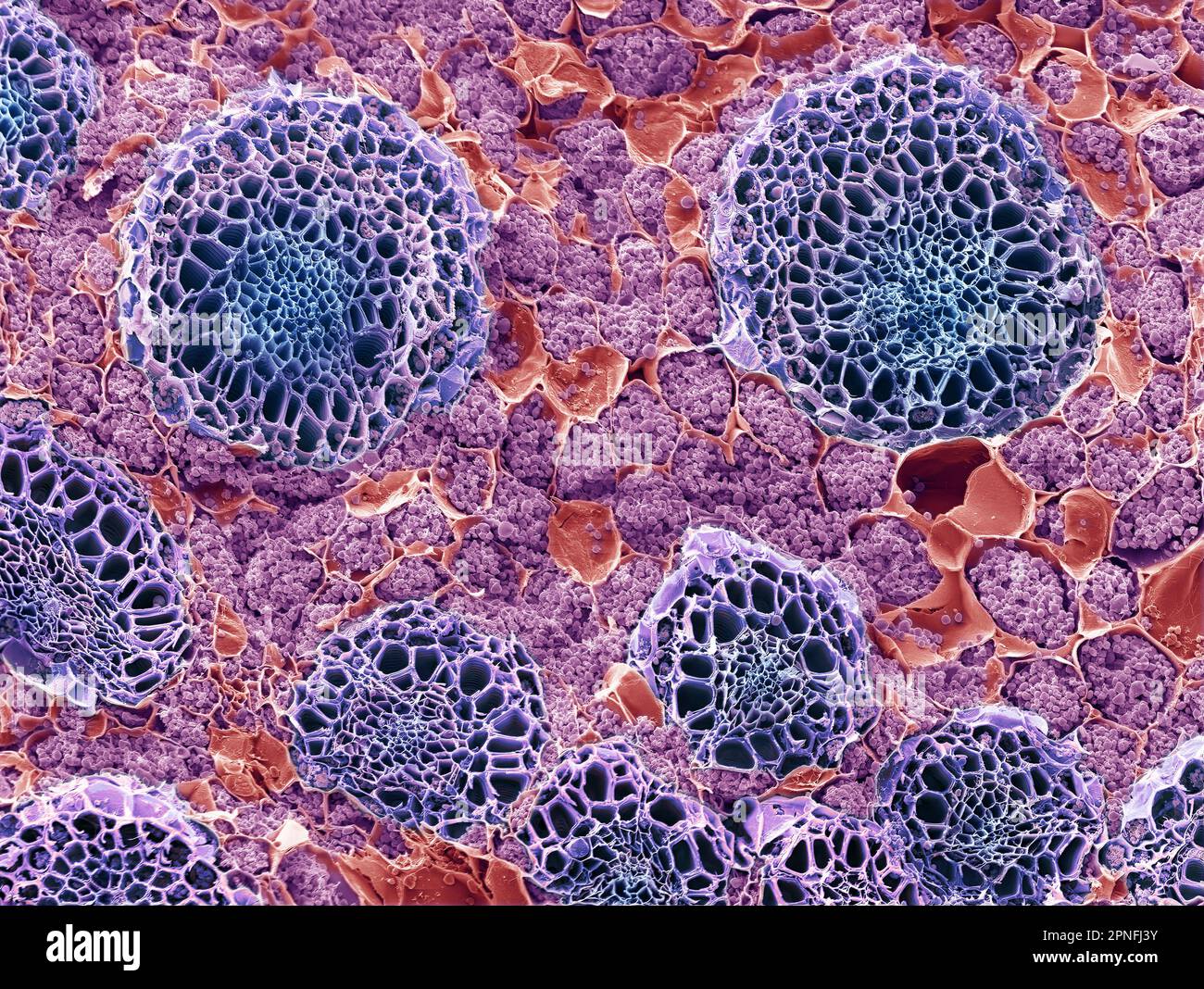 Dicot storage root, SEM Stock Photo - Alamy