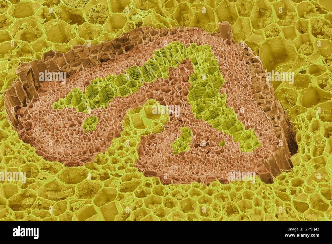 Dicotyledon vascular bundle, SEM Stock Photo - Alamy