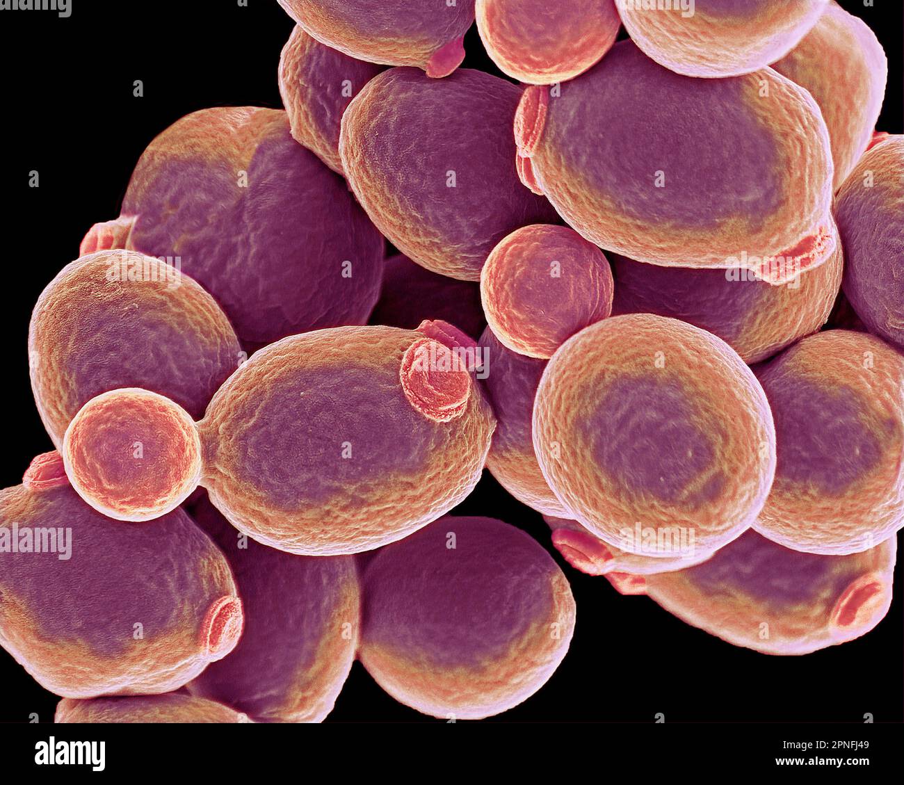 Candida yeast cells, SEM Stock Photo - Alamy