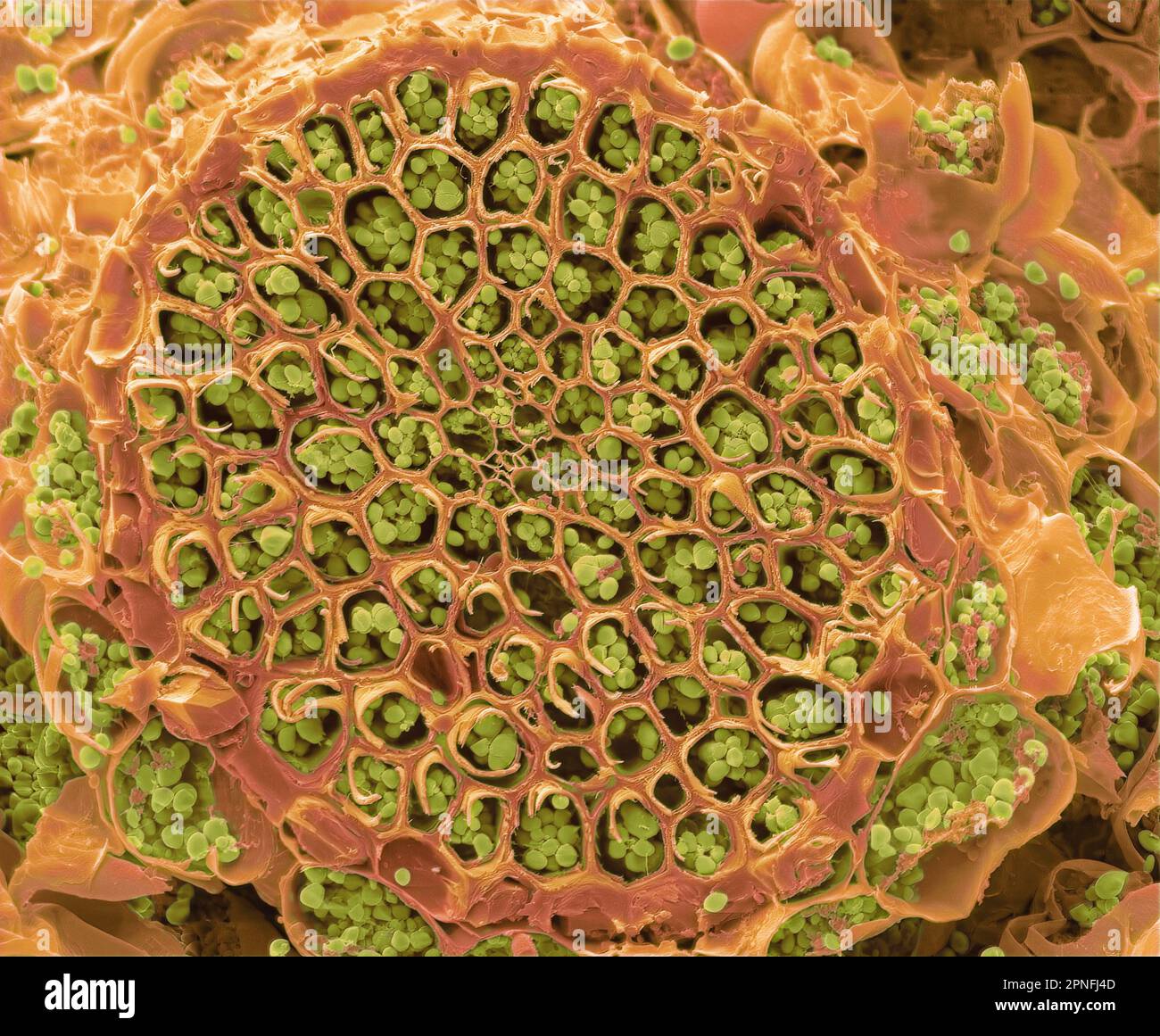 Dicot storage root, SEM Stock Photo - Alamy
