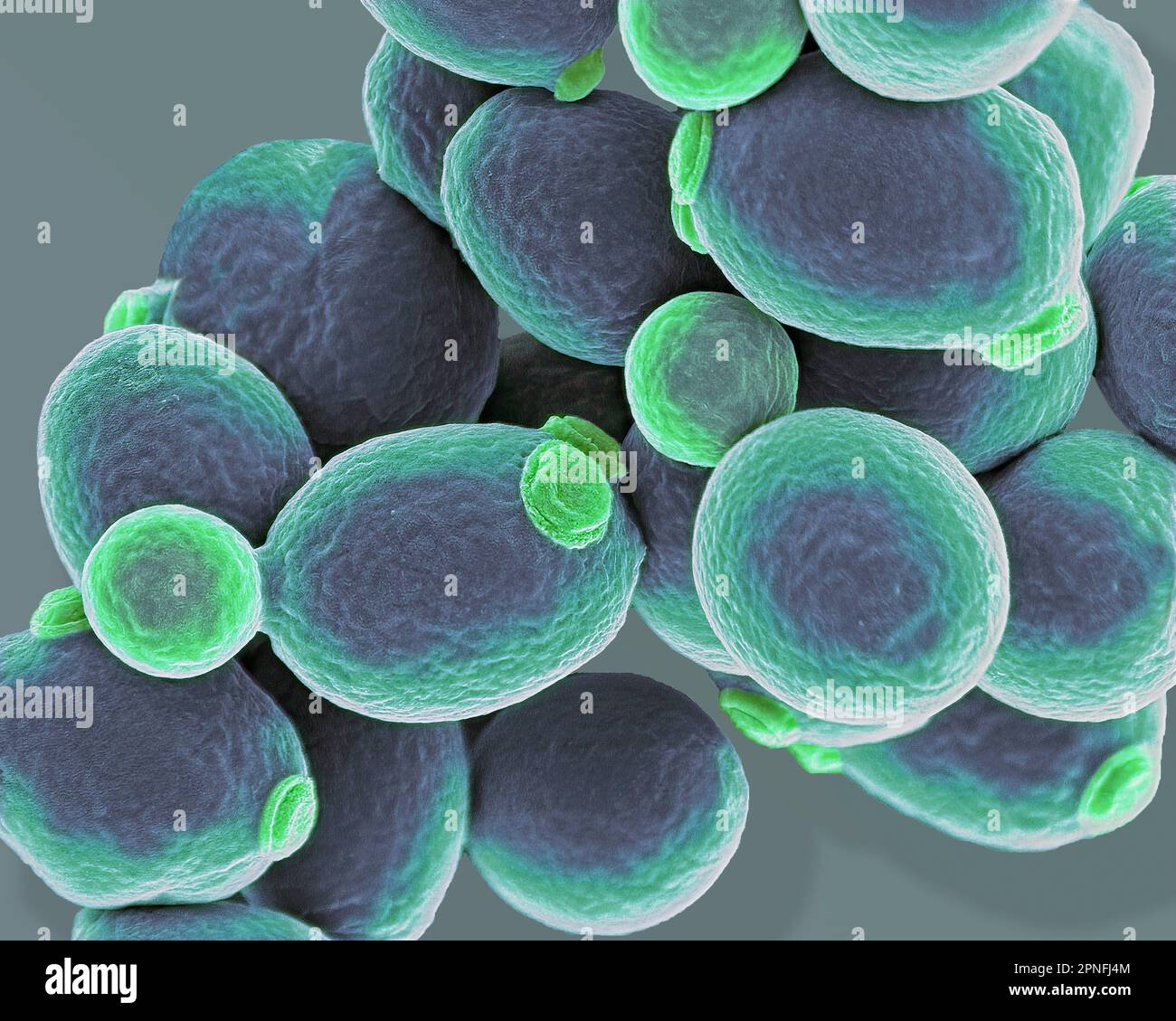 Candida yeast cells, SEM Stock Photo - Alamy
