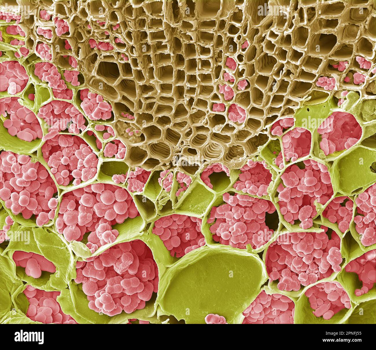 Dicot storage root, SEM Stock Photo - Alamy