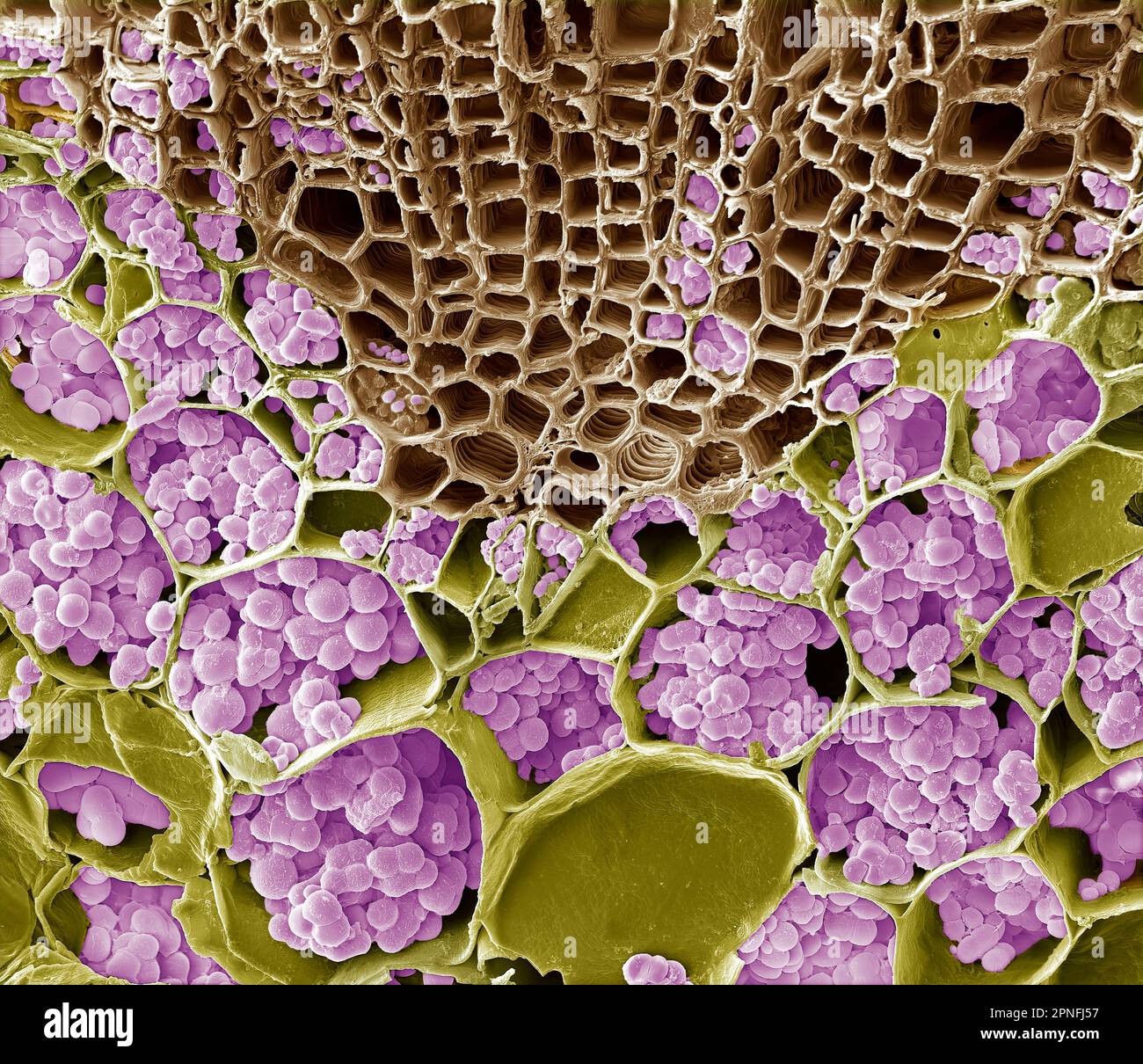Dicot storage root, SEM Stock Photo - Alamy