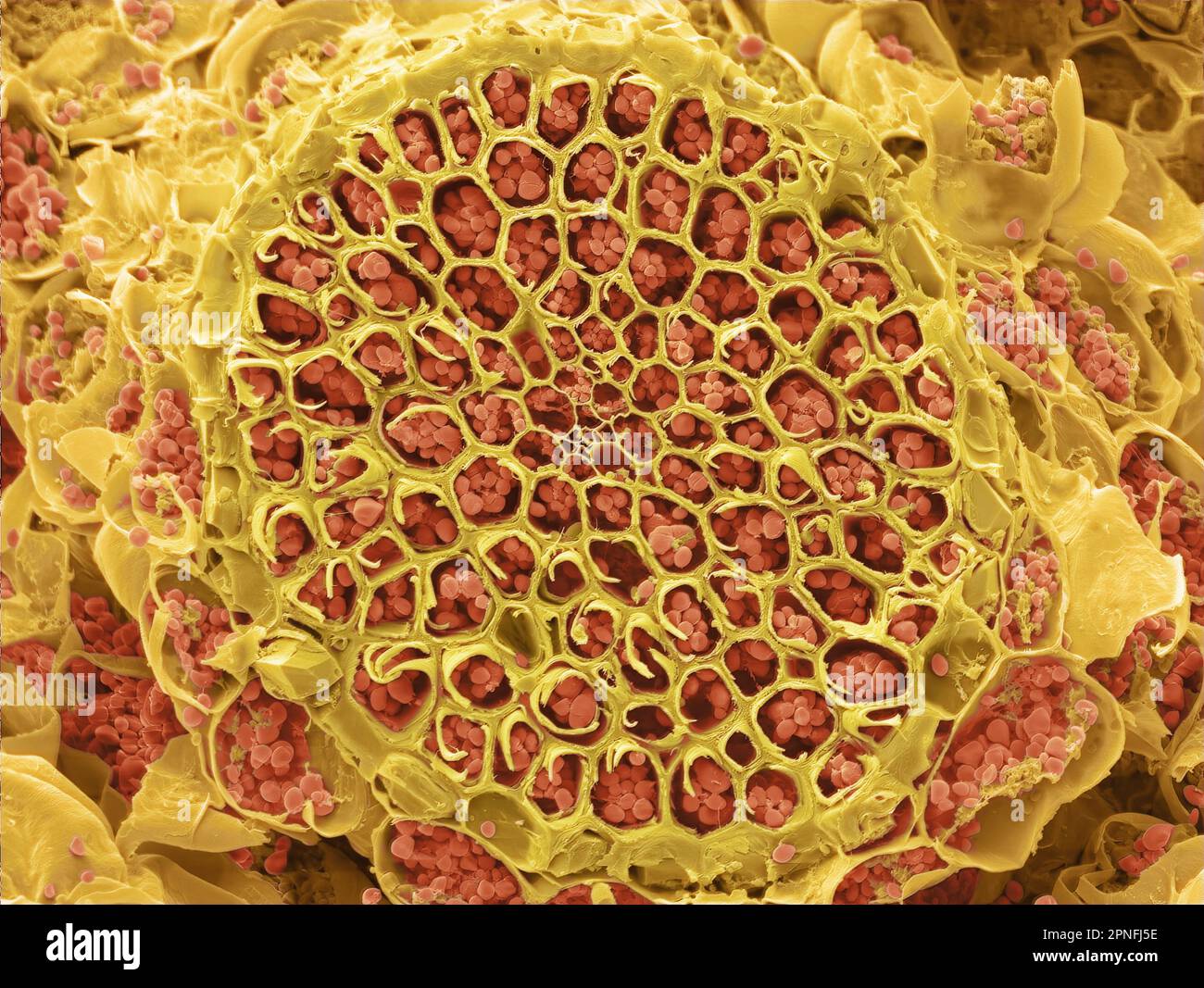 Dicot storage root, SEM Stock Photo - Alamy