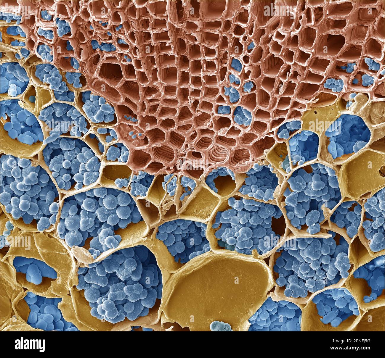 Dicot storage root, SEM Stock Photo - Alamy