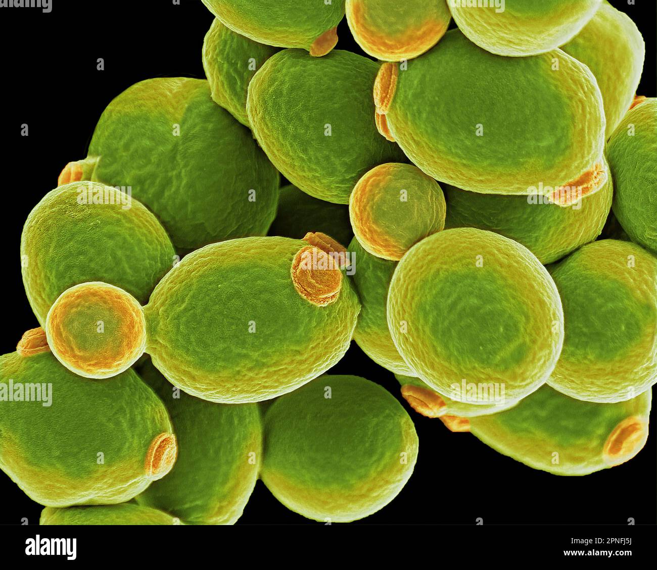 Candida Yeast Cells