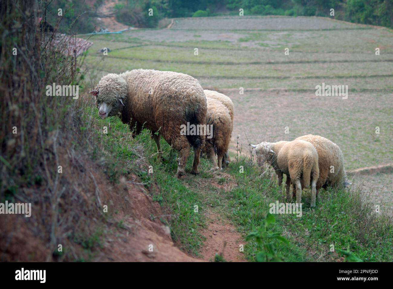 A flock of sheep in a village in northern Thailand Stock Photo - Alamy