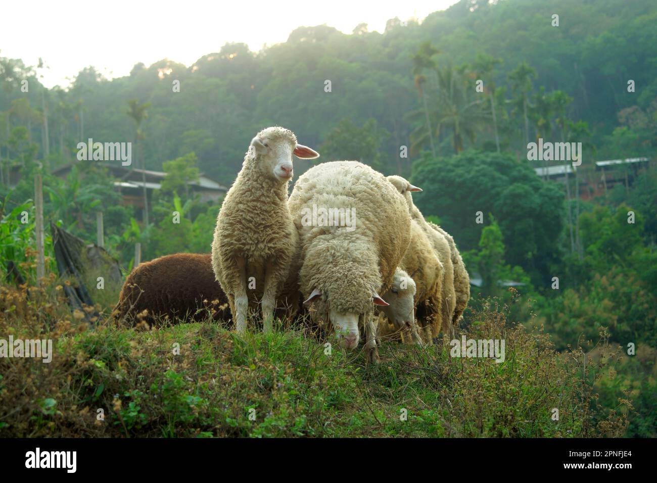A flock of sheep in a village in northern Thailand Stock Photo - Alamy