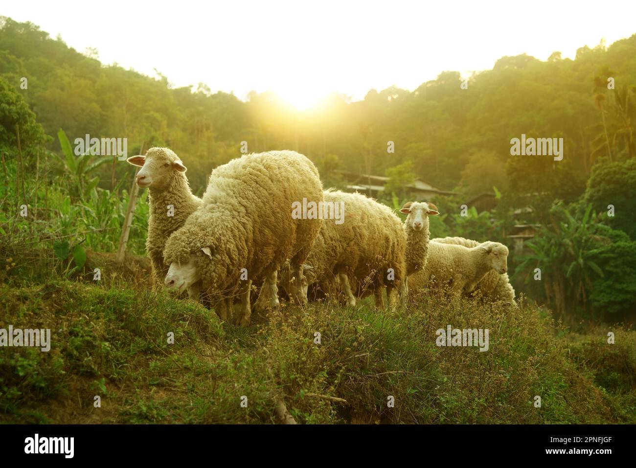 Thailand sheep hi-res stock photography and images - Alamy