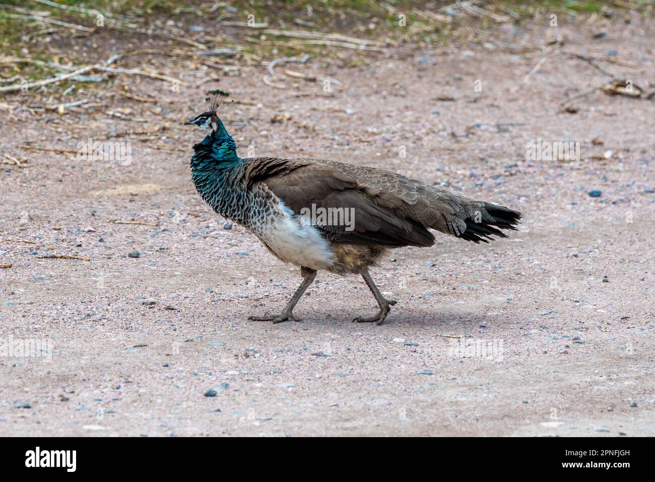 Bison and peacock hi-res stock photography and images - Alamy