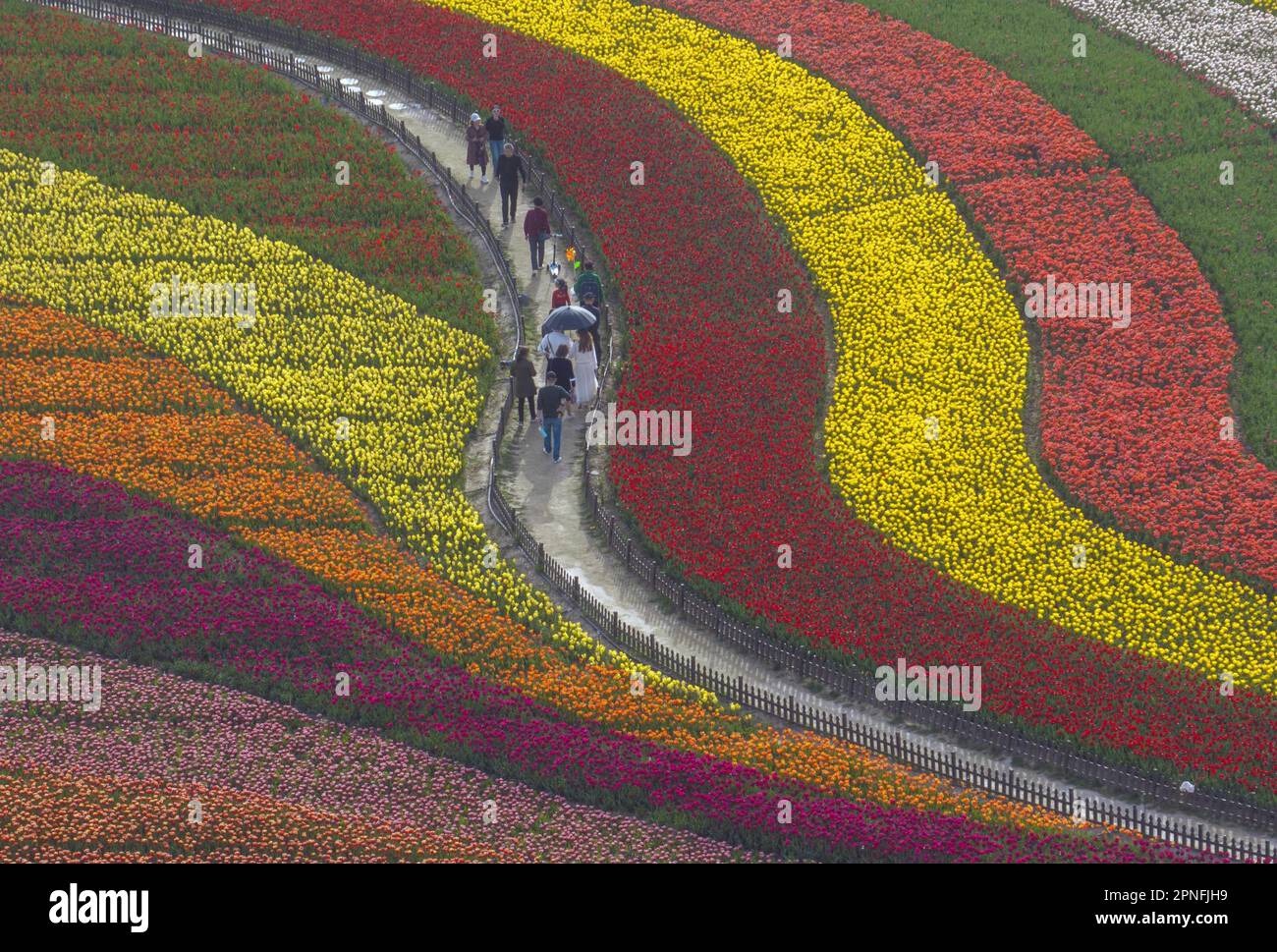 Aerial photo shows tourists visiting the Holland Flower Park in Dafeng ...