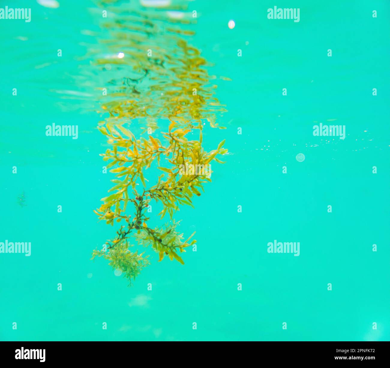 Closeup underwater shot of brown Sargassum algae floating at surface of ...