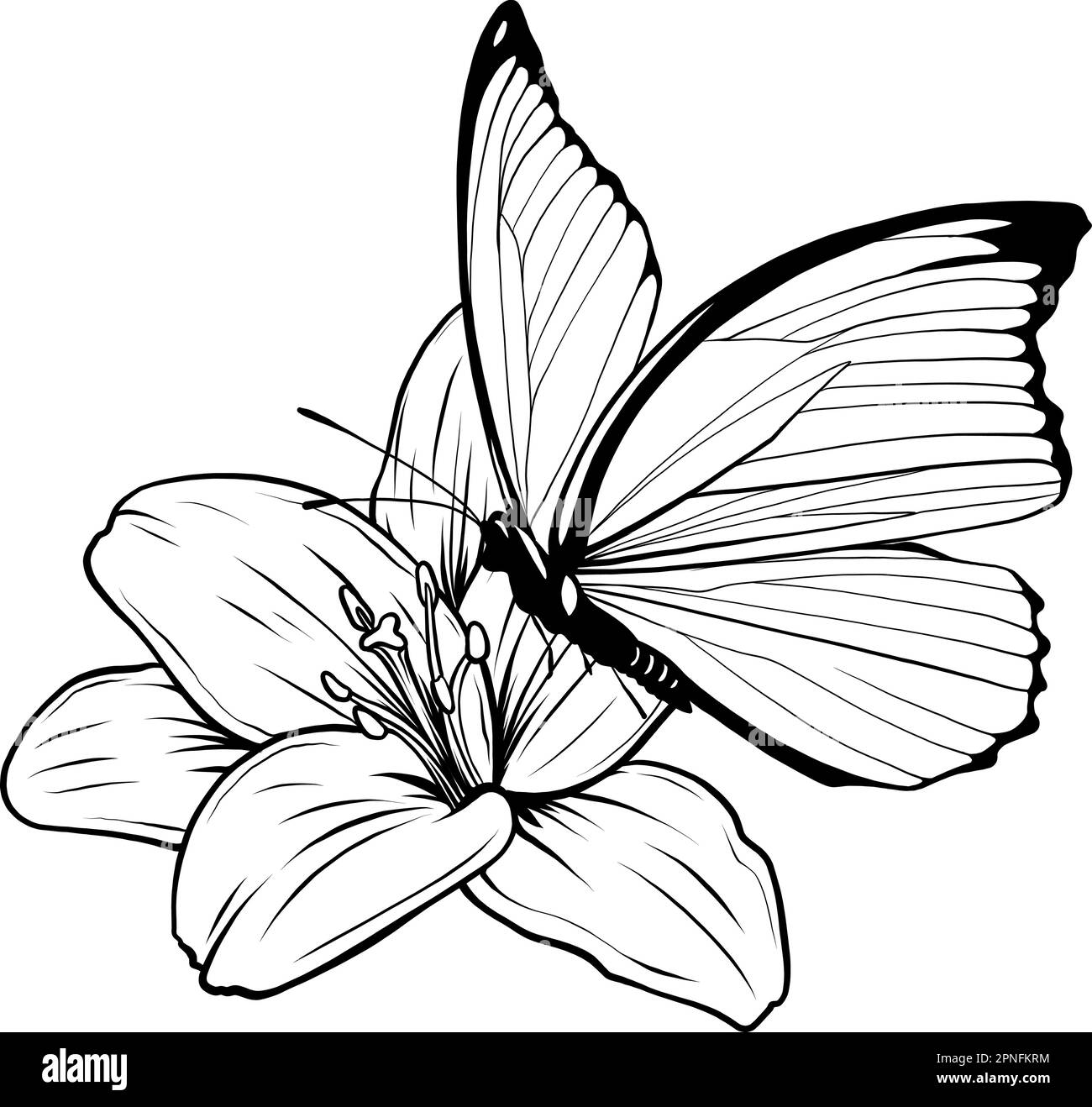 Outline drawing of butterfly. Vector illustration. Black line Stock ...