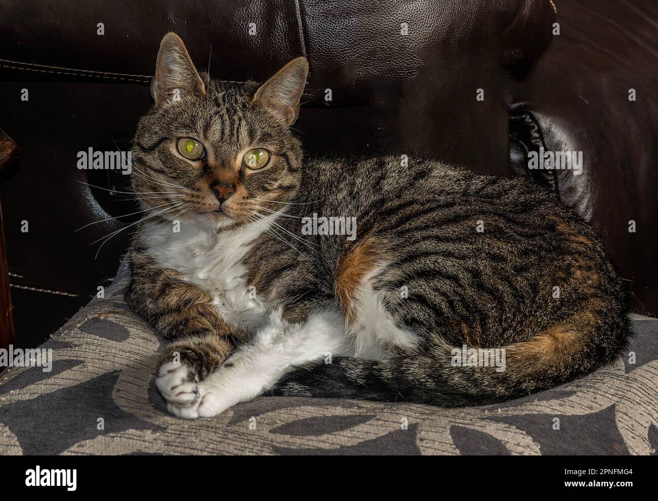 The cat poses hi-res stock photography and images - Alamy