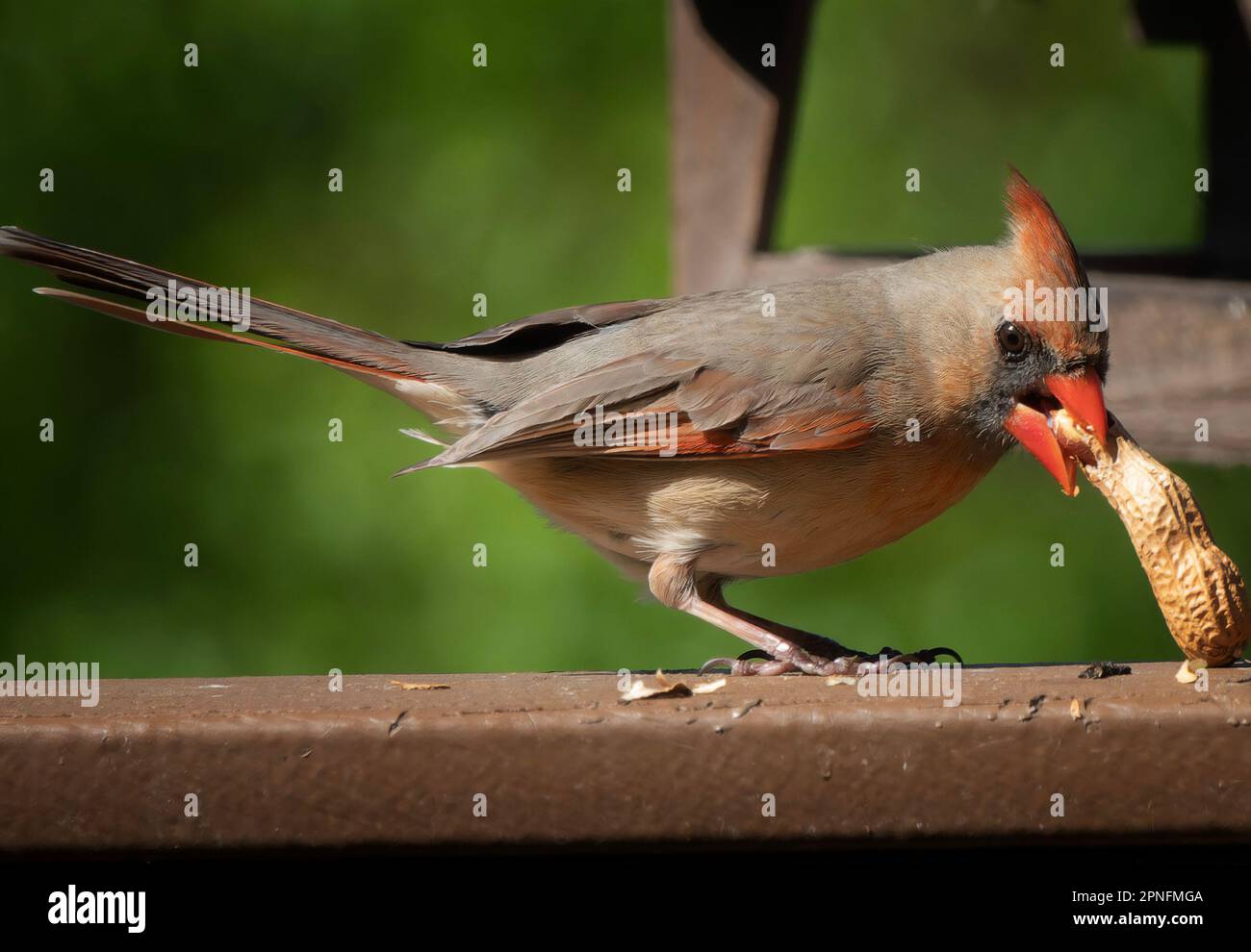 Northern cardinal with a peanut hi-res stock photography and images - Alamy