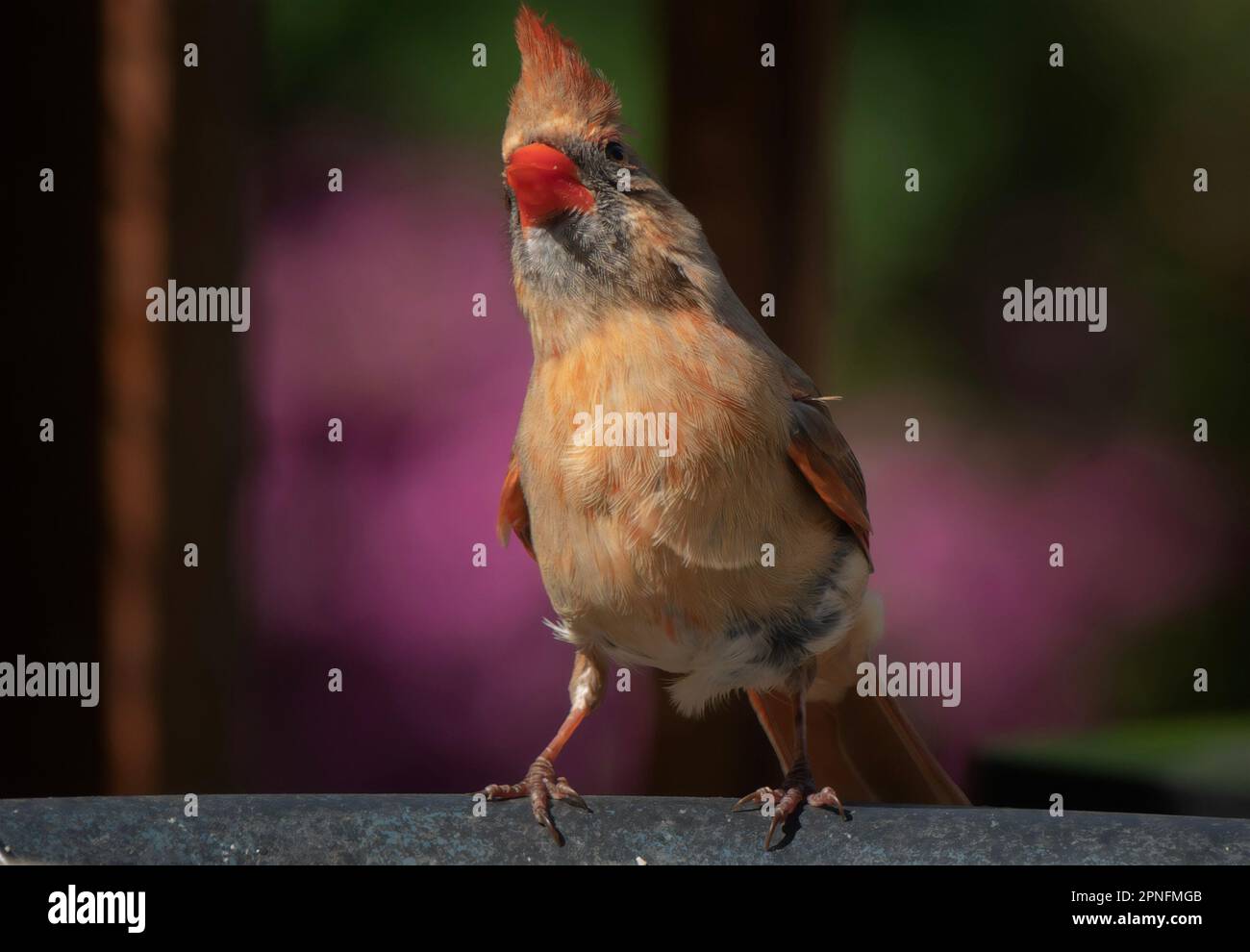 Northern cardinal with a peanut hi-res stock photography and images - Alamy