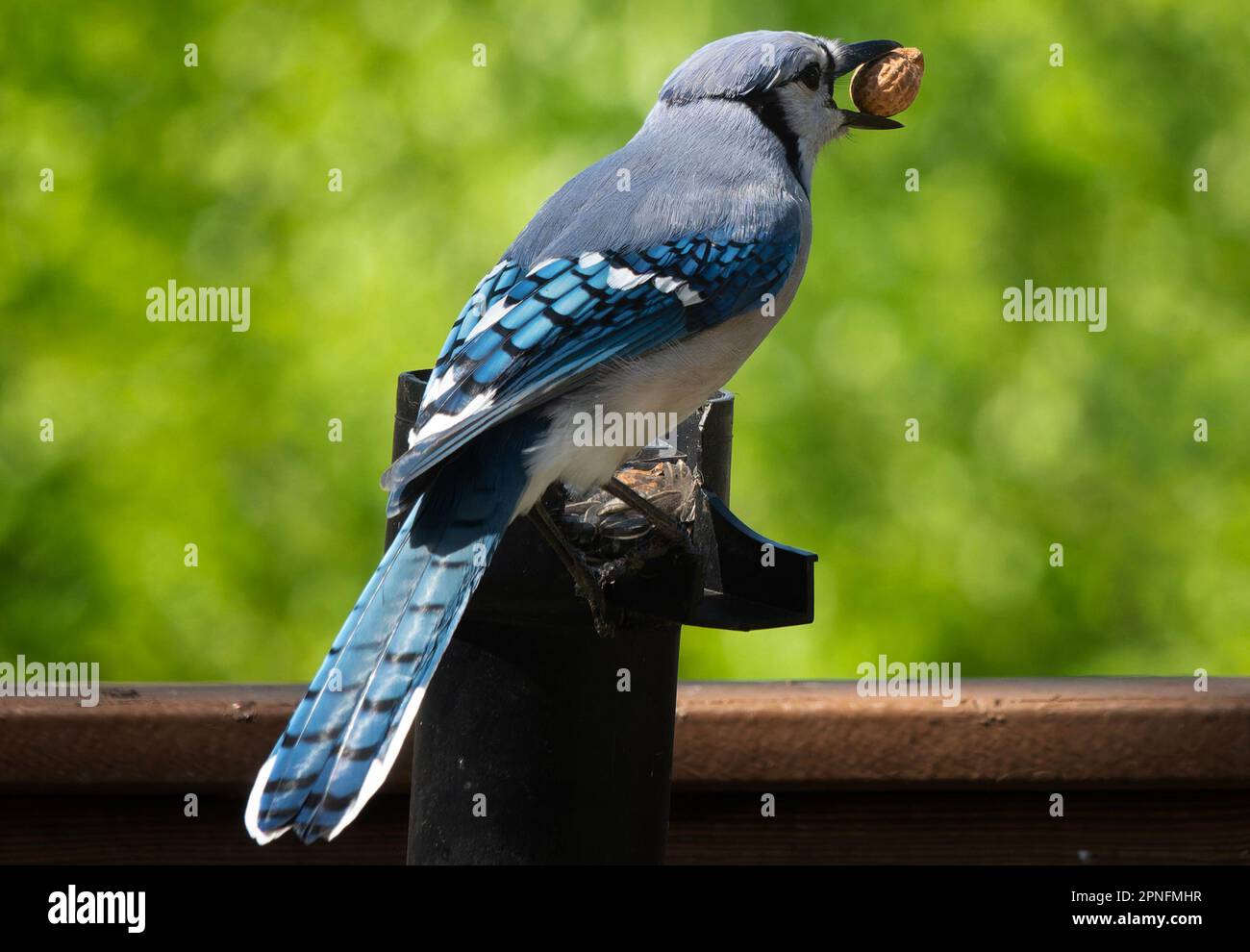Bluejay on the deck with a peanut Stock Photo - Alamy