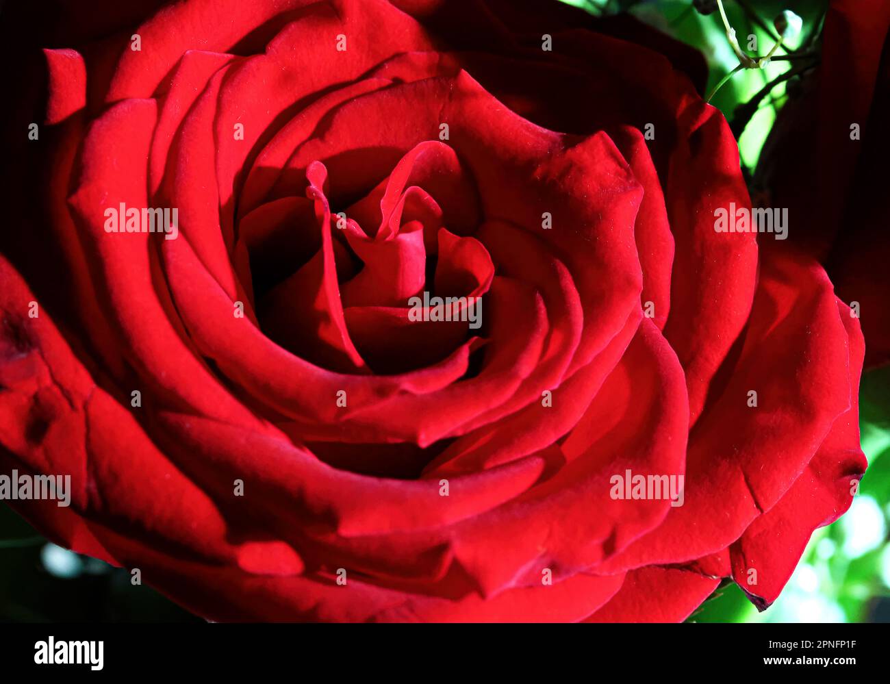 Beautiful close ups of rose flowers in the natural light Stock Photo ...