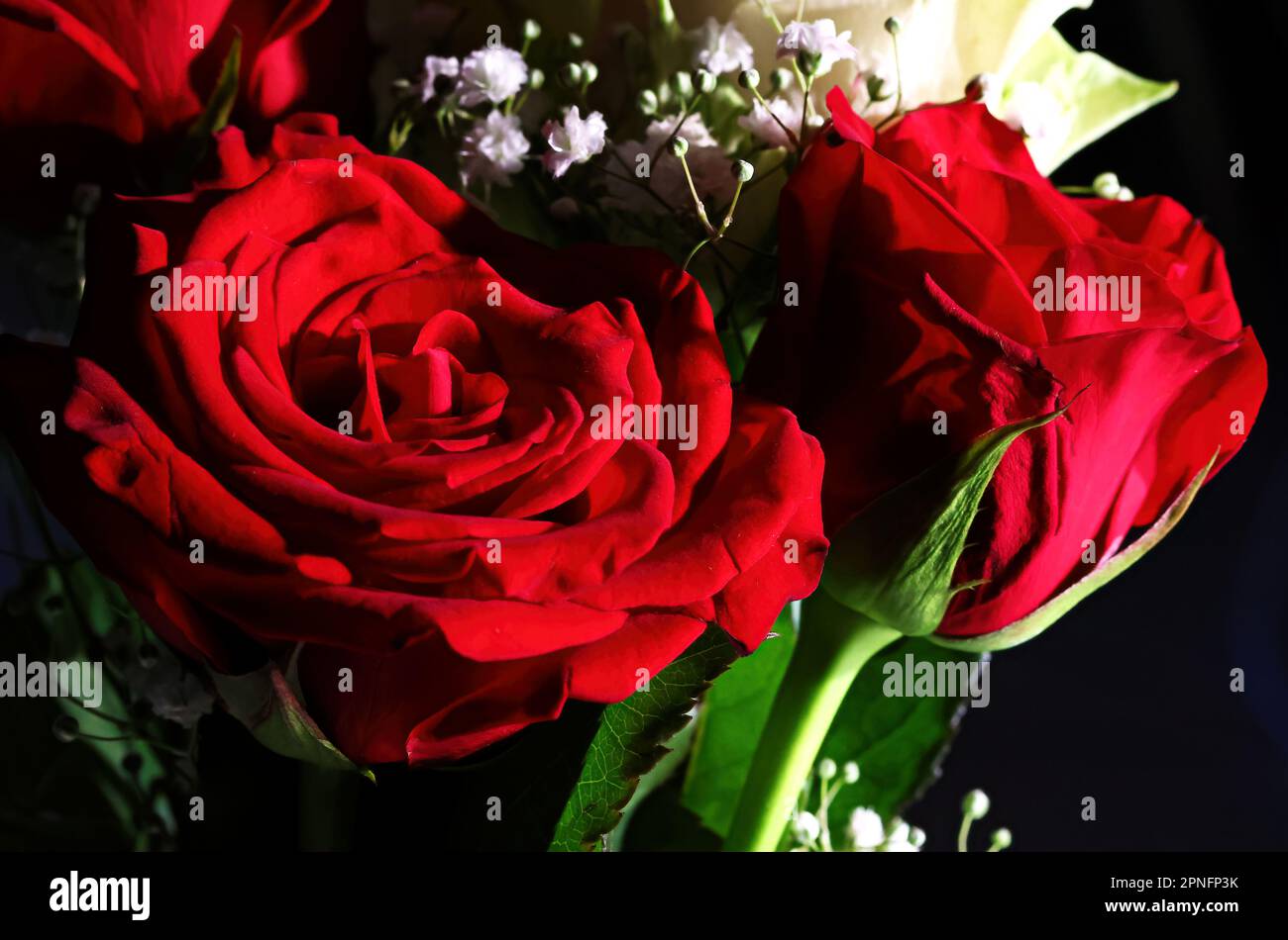 Rose screensaver hi-res stock photography and images - Alamy